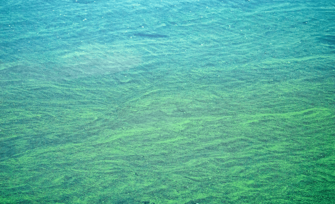 Spirulina - czym jest, na co pomaga? - Blog Świat Supli